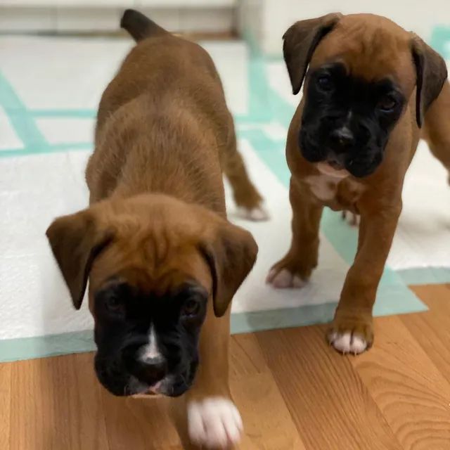 "boxer filhote branco" no Brasil