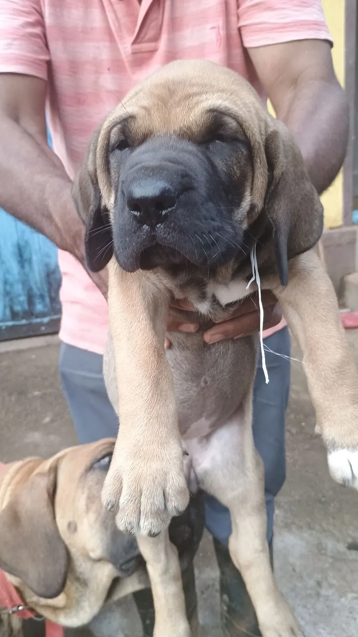 "filhote fila" - Cachorros no Brasil