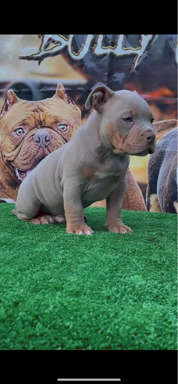 "filhotes de american bully" - Cachorros no Brasil