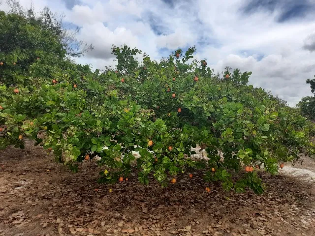 "aracati ce" no Brasil