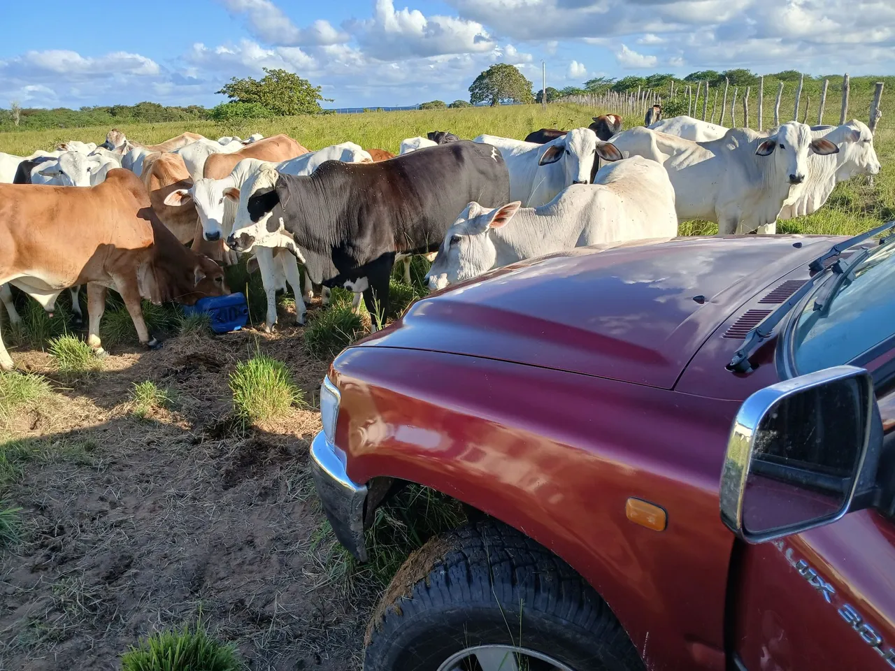 "garrote nelore" - Animais para agropecuária no Brasil