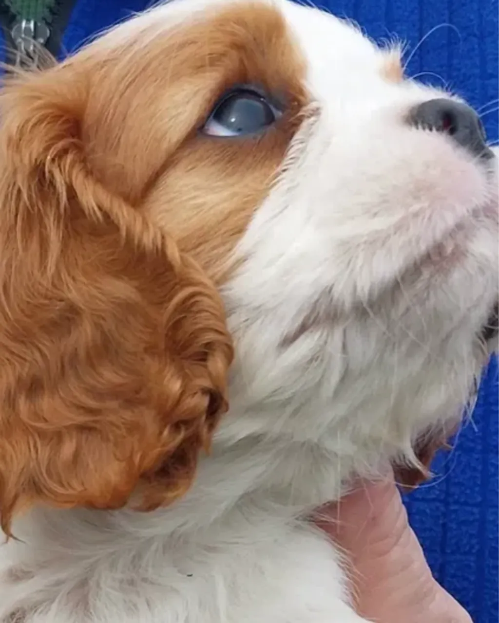 "filhote cavalier" - Cachorros no Brasil