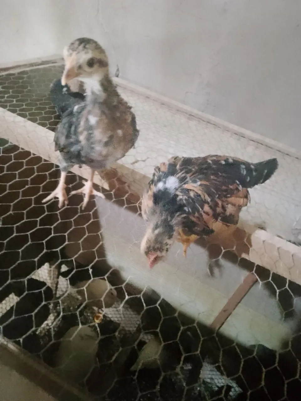 "garnizes nagasaki" no Brasil