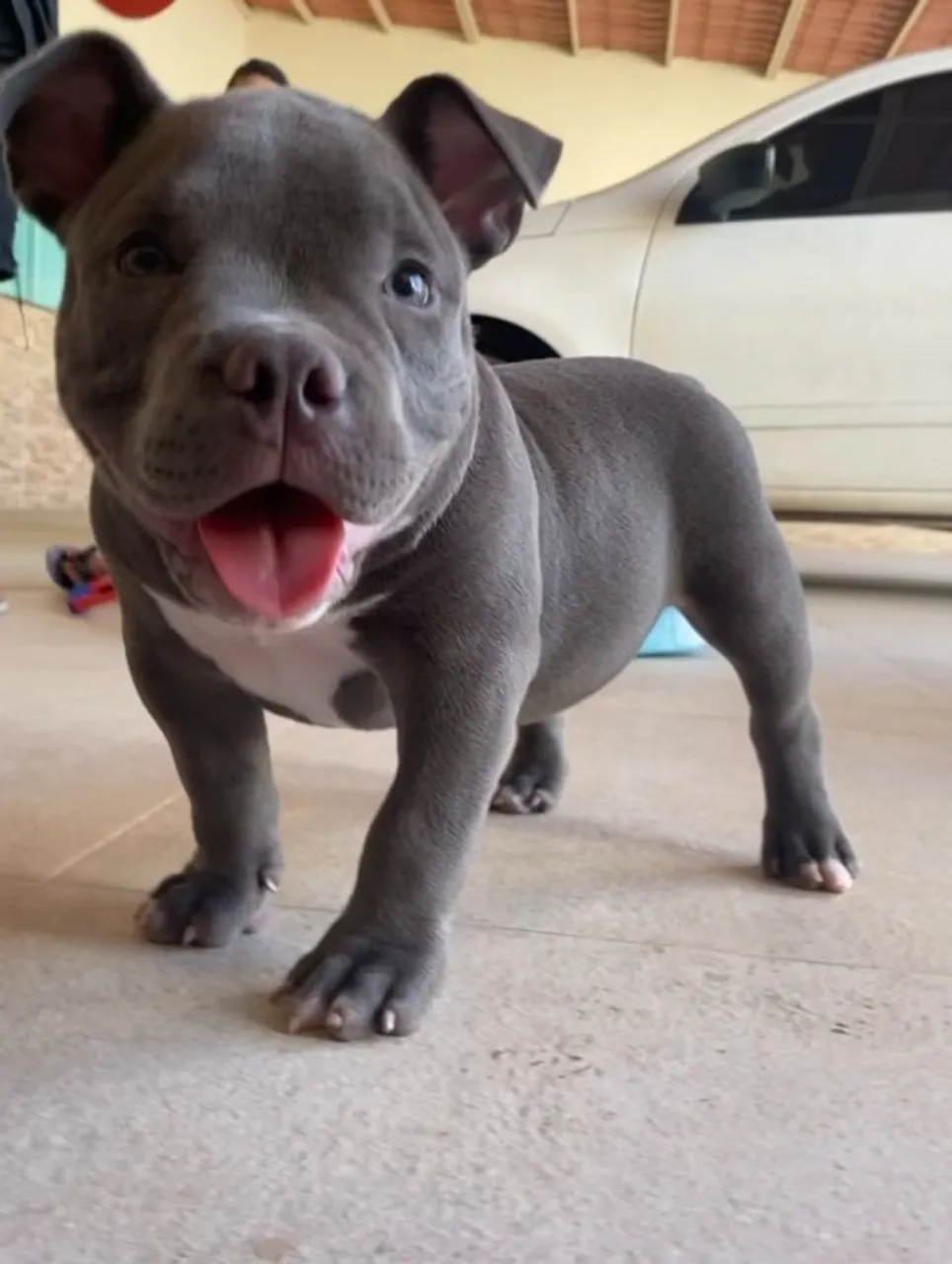 "american bully micro" - Cachorros no Brasil