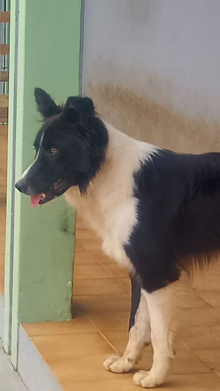 Border colie c/pedegre - Cachorros - Barreiros, São José 1462131178 | OLX