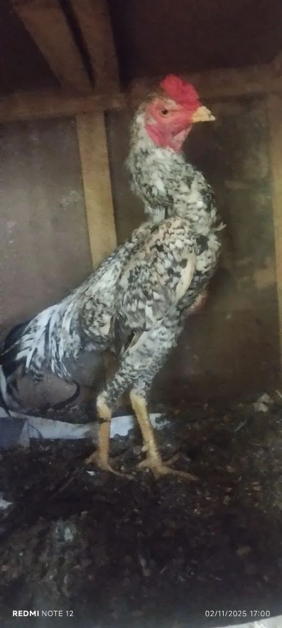 Frangos - Animais para agropecuária - Residencial Mundo Novo 3, Goiânia ...