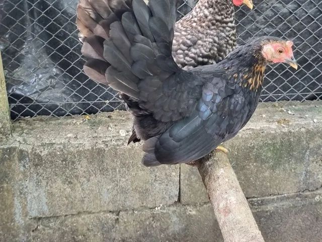 "garnize nagazak" no Brasil