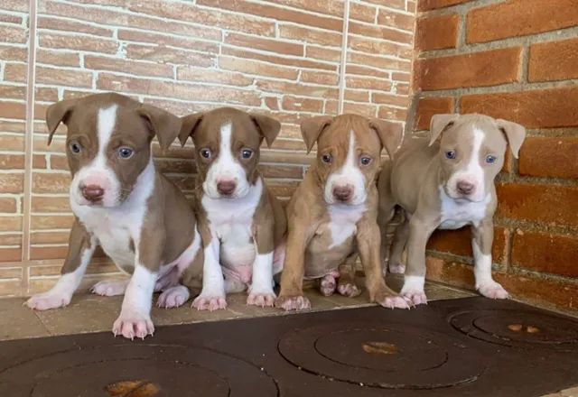 "pitbull black nose" no Brasil