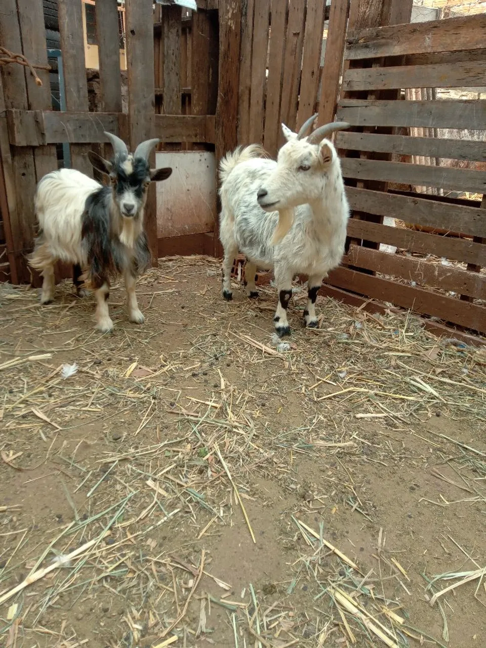 "mini cabras" no Brasil