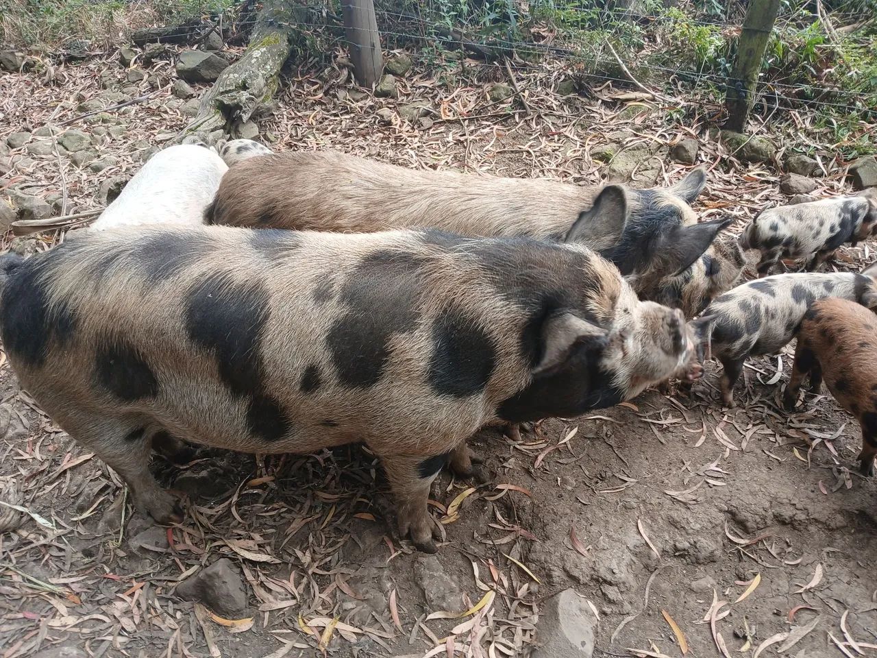 Leitão macau caruncho - Animais para agropecuária - São João do Rio ...