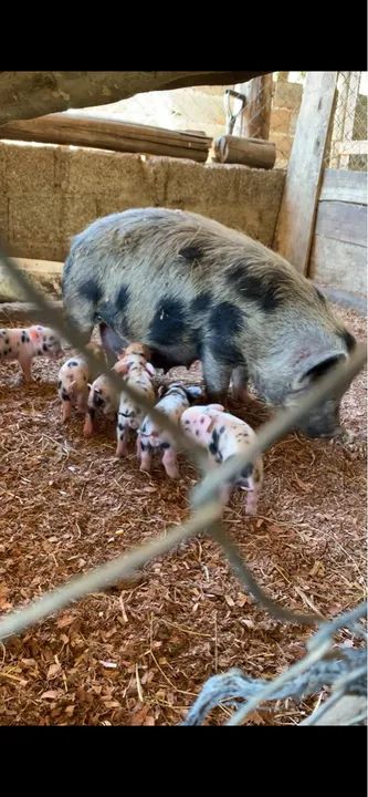 Mini porco, mini pig - Animais para agropecuária - Parque Mandaqui, São ...