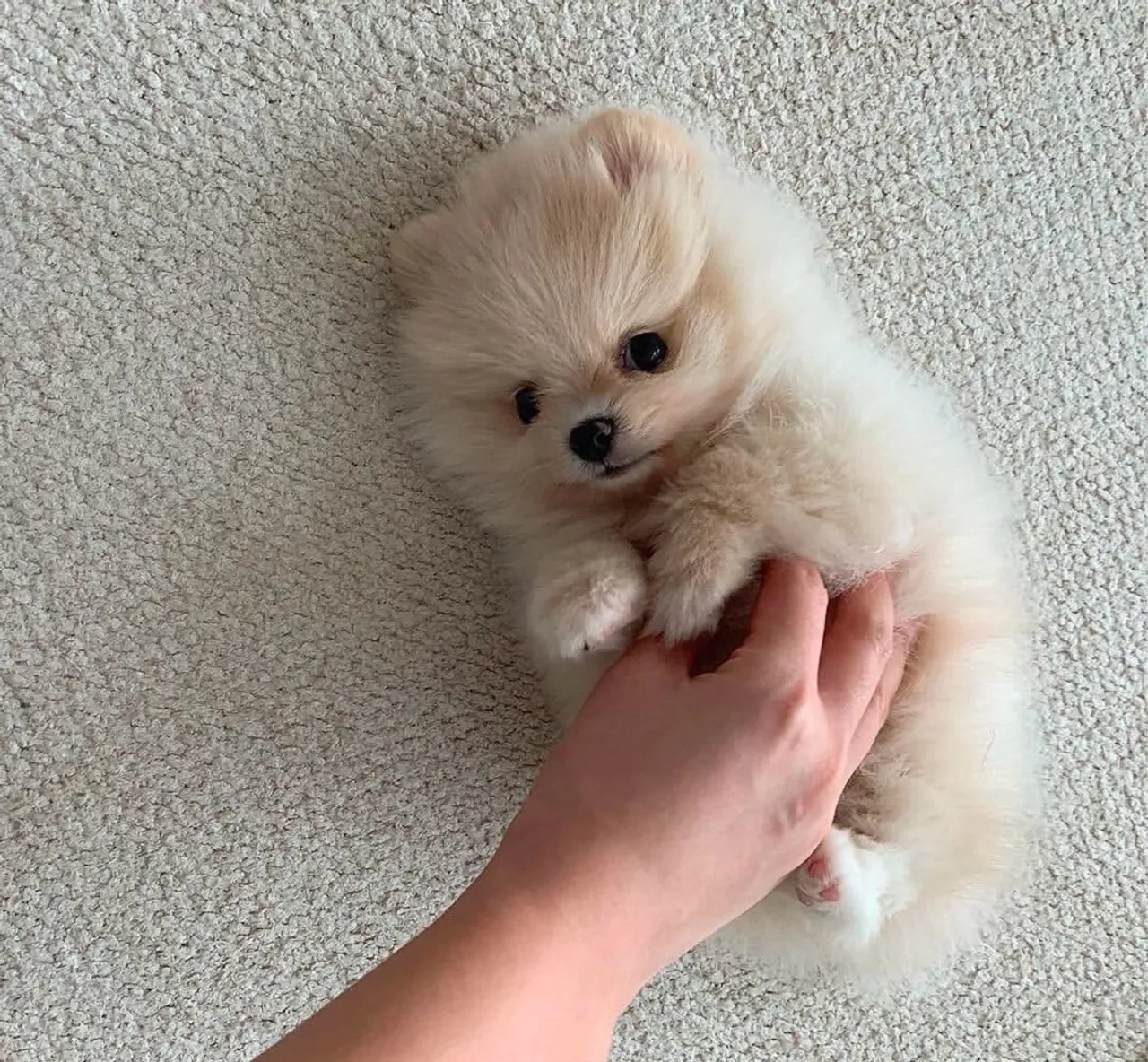 "cachorros spitz alemao" - Cachorros no Brasil