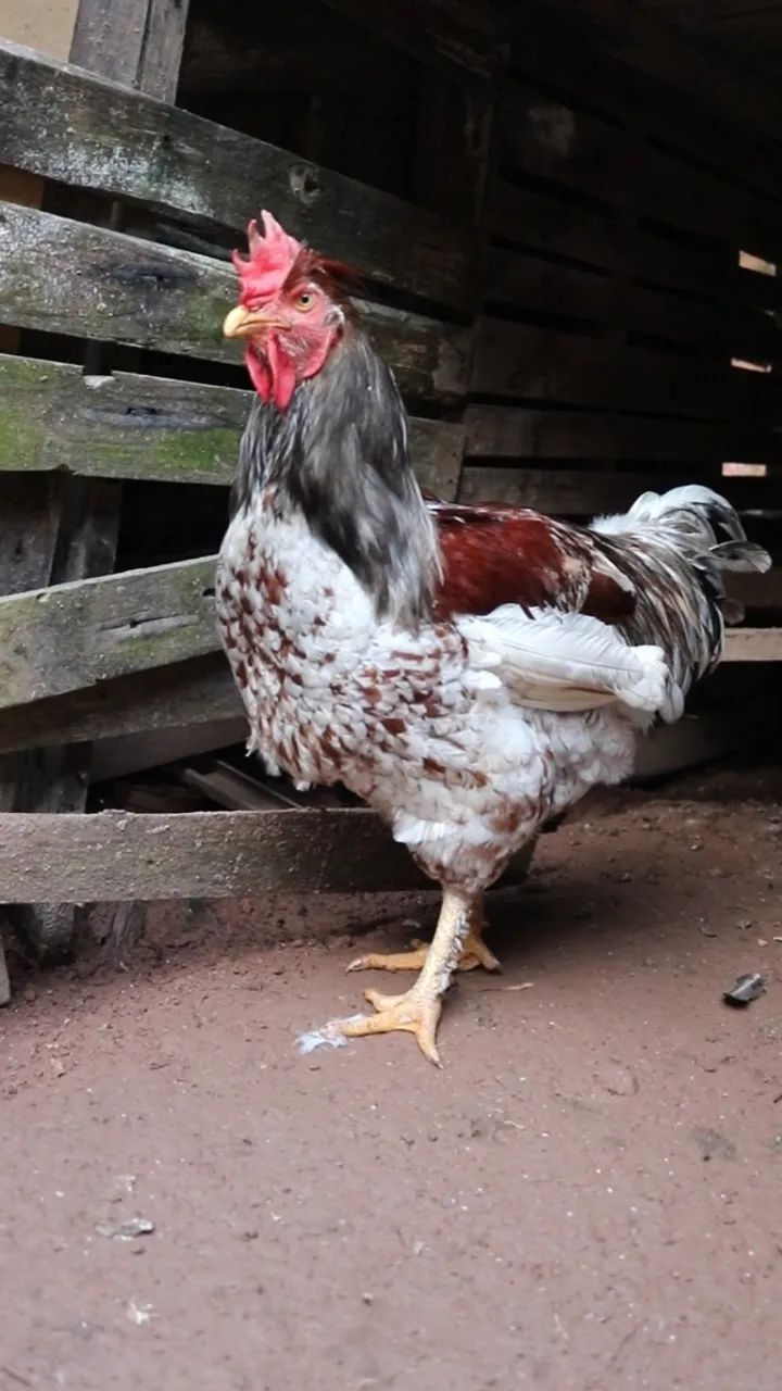 Galo GSB- GALO BALAO - GALO SERTANEJO DE BAIXA GRANDE - Animais para ...