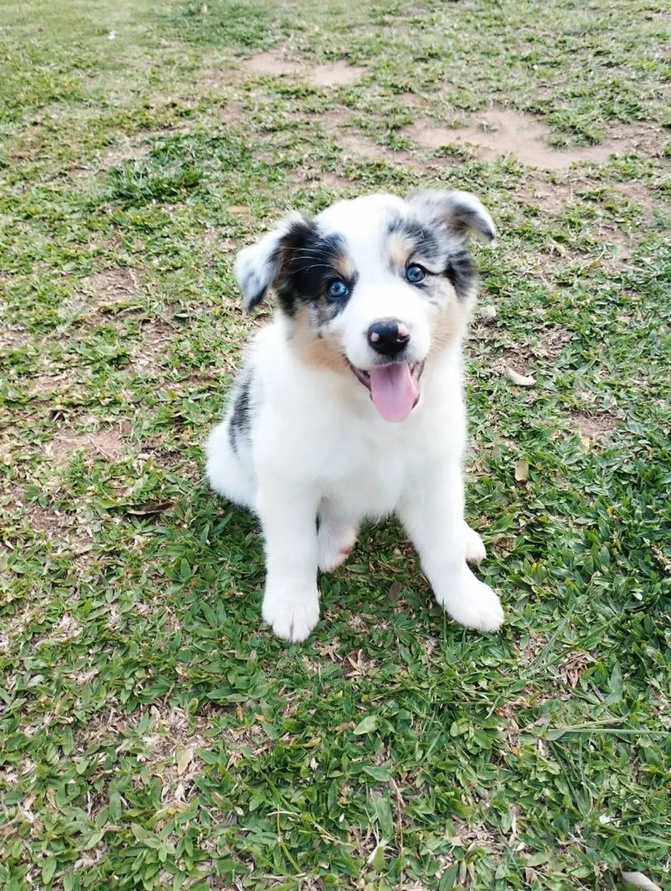 "filhotes border collie blue merle" - Cachorros no Brasil