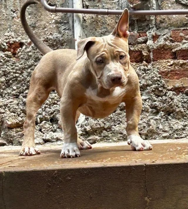 Pit Monster (Brazilian Bull) disponíveis - Cachorros - Real Copagri ...