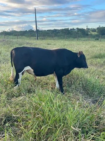 "boi mini boi" no Brasil