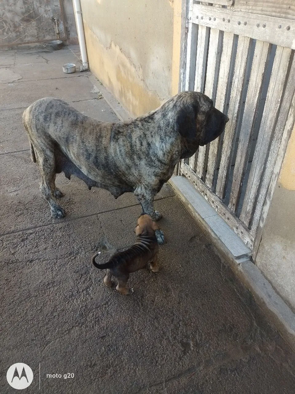 "filhote de fila brasileiro" - Cachorros no Brasil