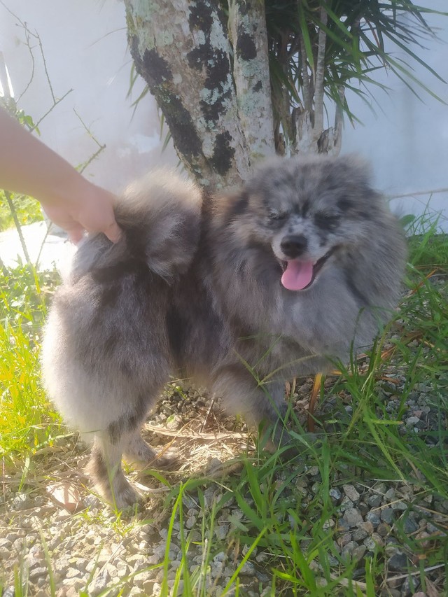 Spitz merle | +164 anúncios na OLX Brasil