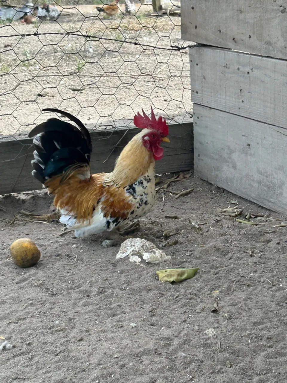 "garnizes nagasaki" no Brasil