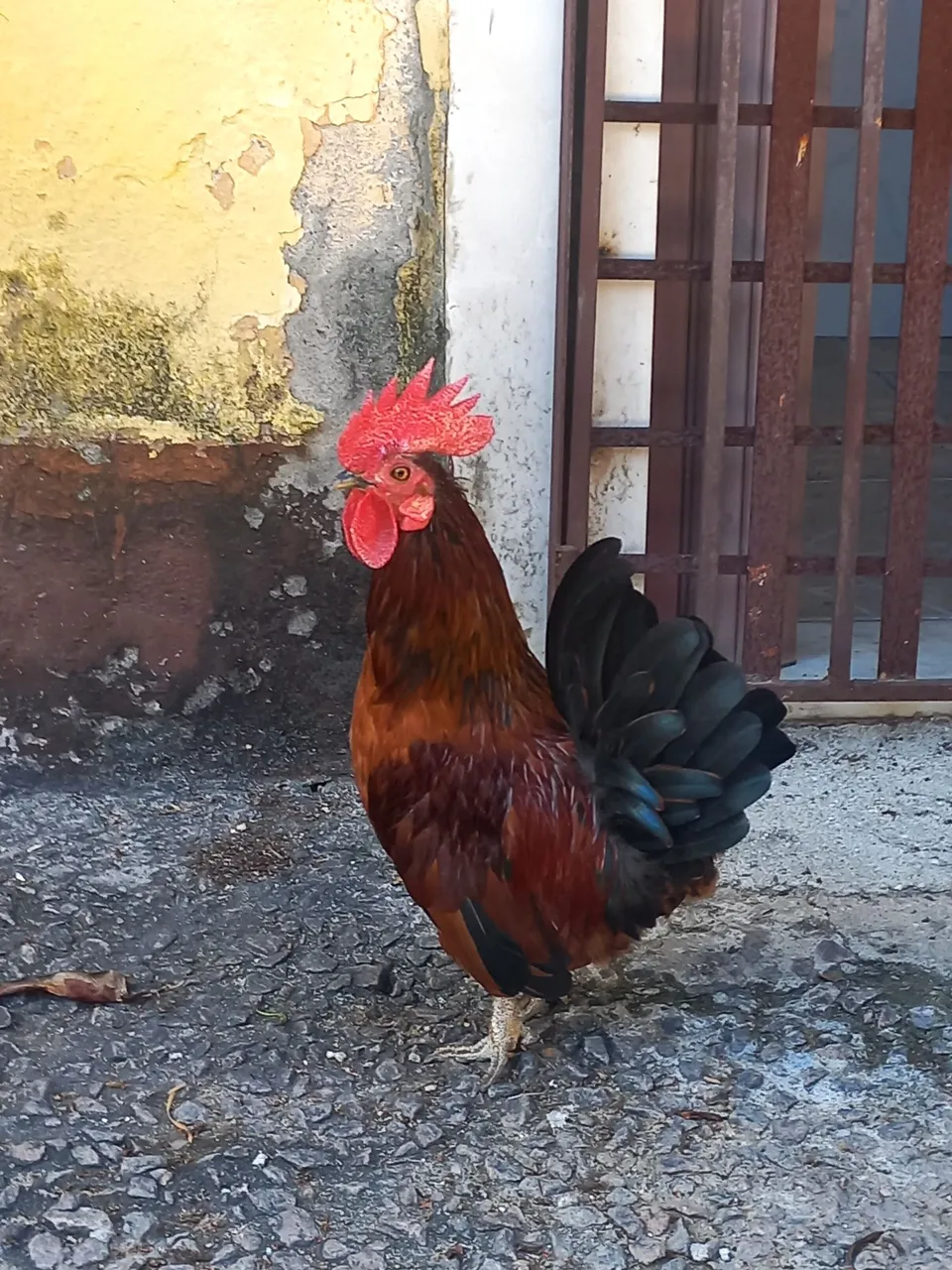 "mini garnizes" no Brasil