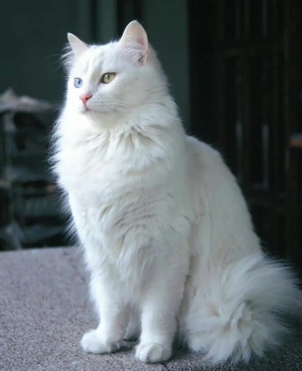 "gato angora" - Gatos no Brasil