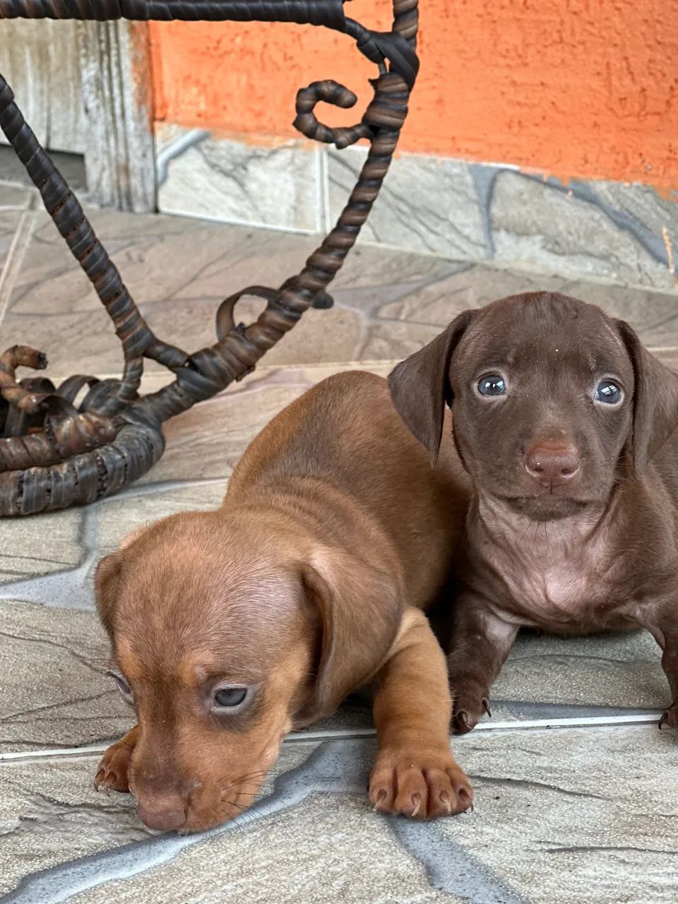Basset Dachshund Chocolate e Caramelo - Cachorros - Jardim Primavera ...