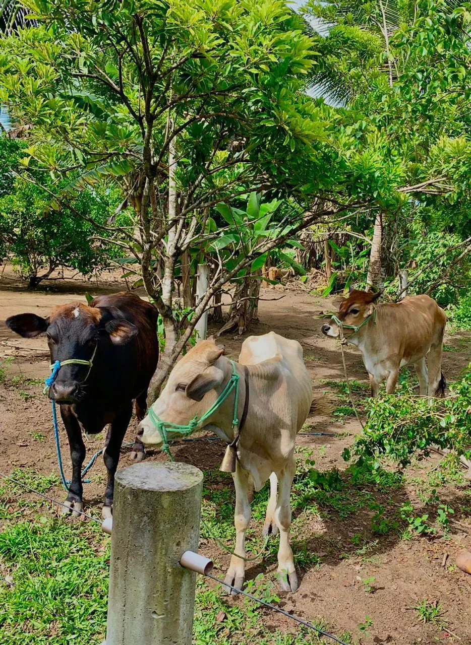 "mine vaca" no Brasil
