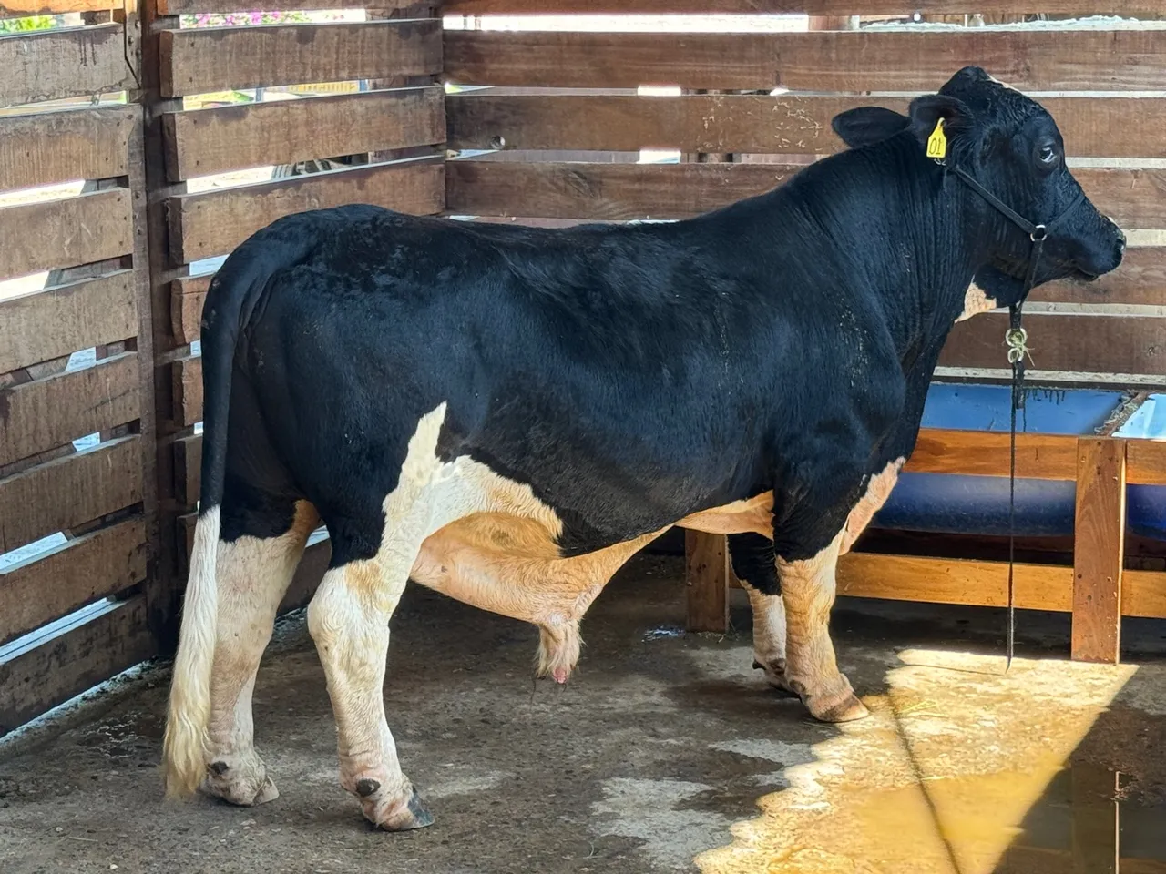 "boi mini boi" - Animais para agropecuária no Brasil