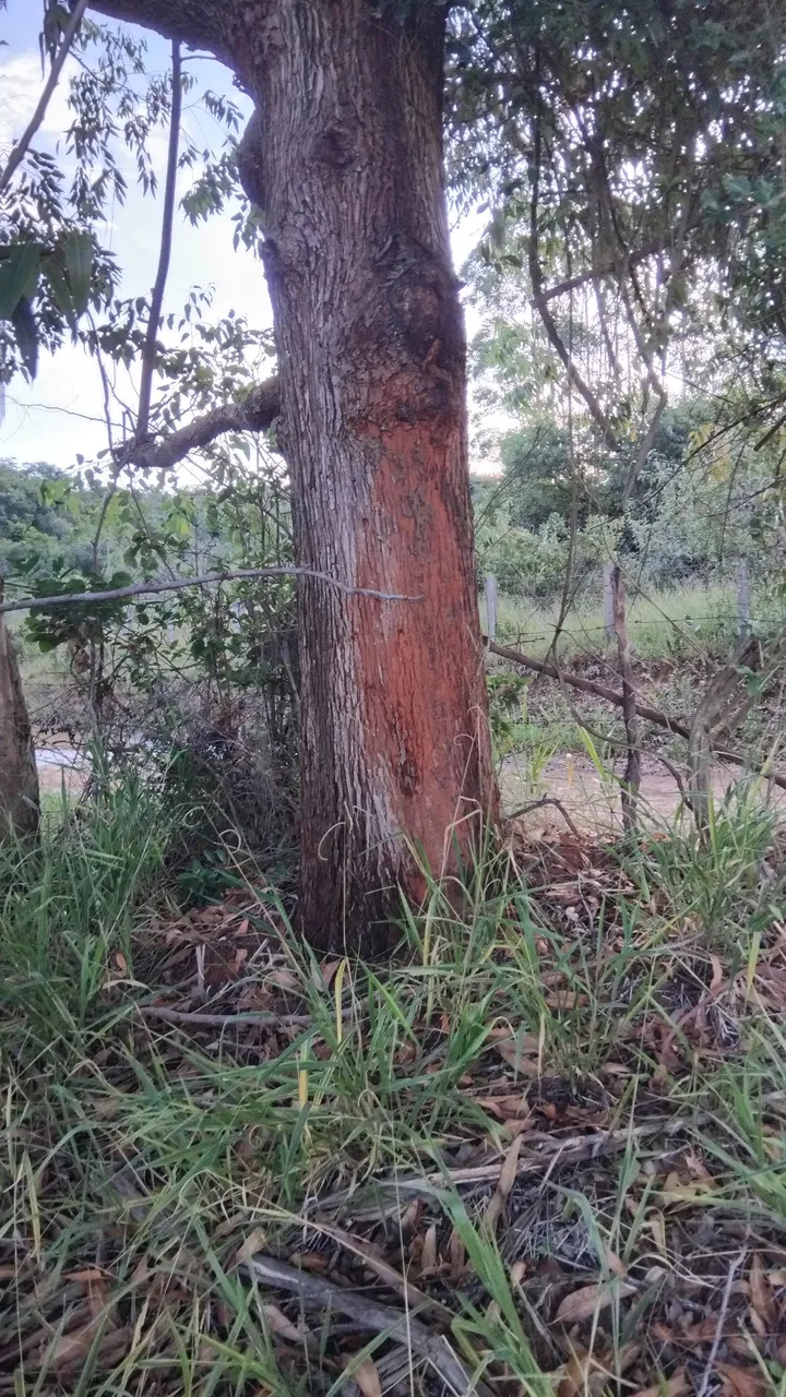 "tora de madeira" no Brasil
