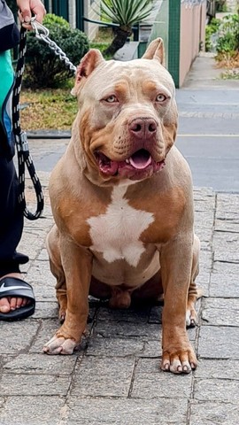 Pit monster padreador | +17 anúncios na OLX Brasil