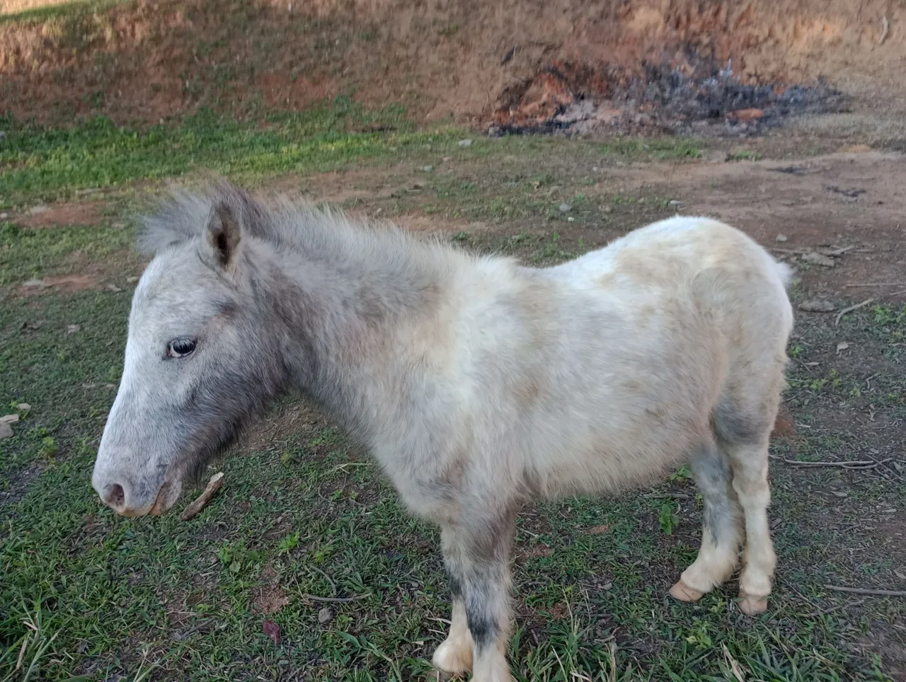 "mini ponei" no Brasil