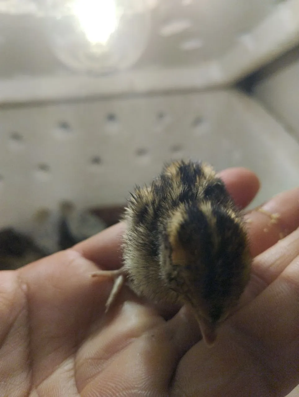 "filhotes de codornas" - Outros animais no Brasil