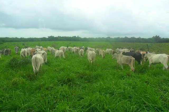 "alqueire de terras" no Brasil