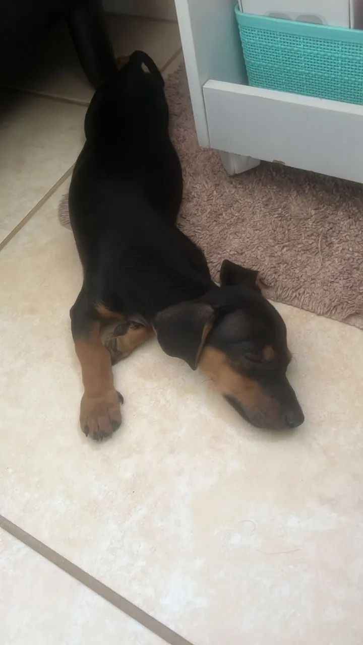 Cachorro para adoção - Cachorros - Vila Boa Sorte, Goiânia 1464870094 | OLX