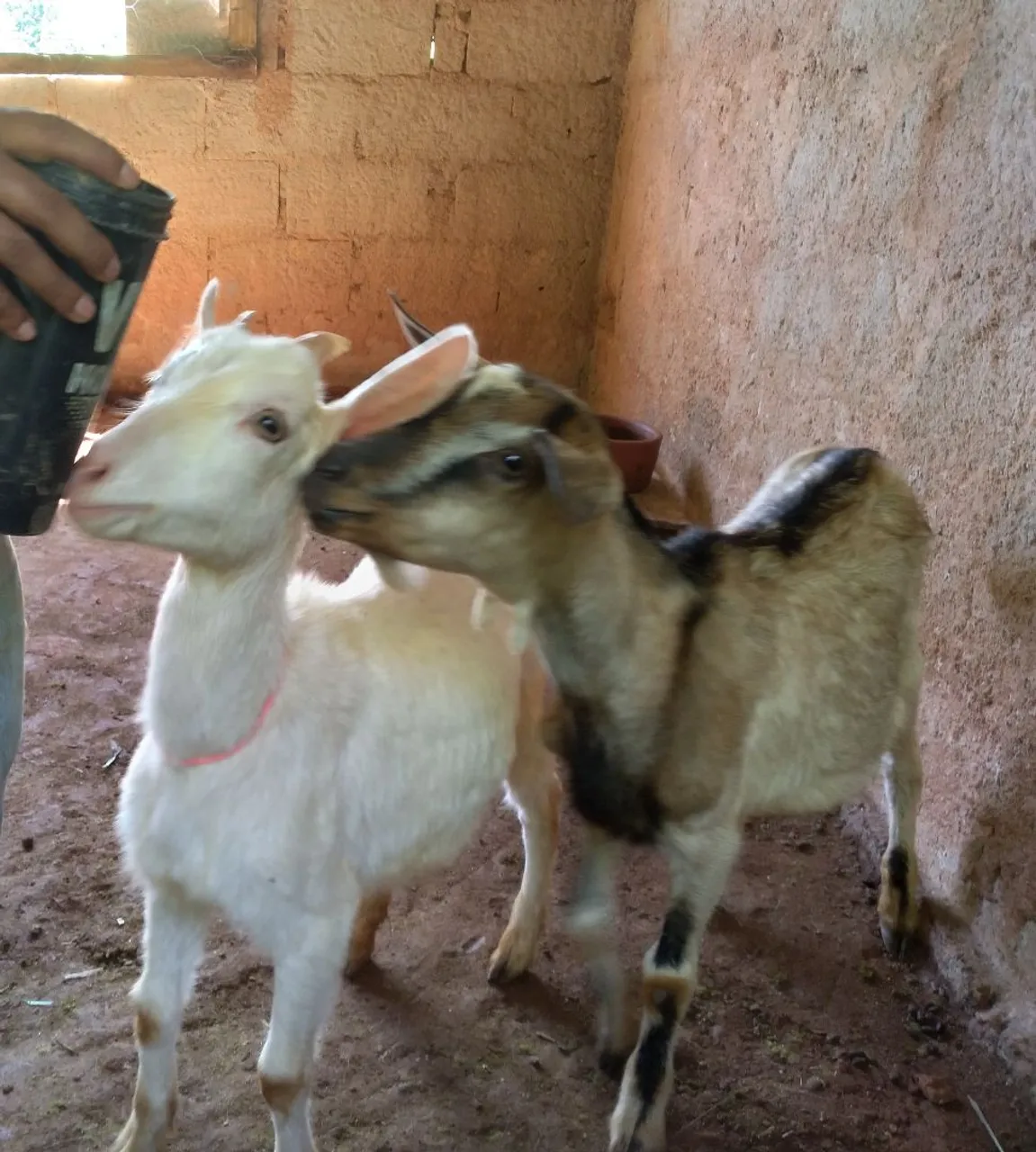 "bodes e cabras" no Brasil