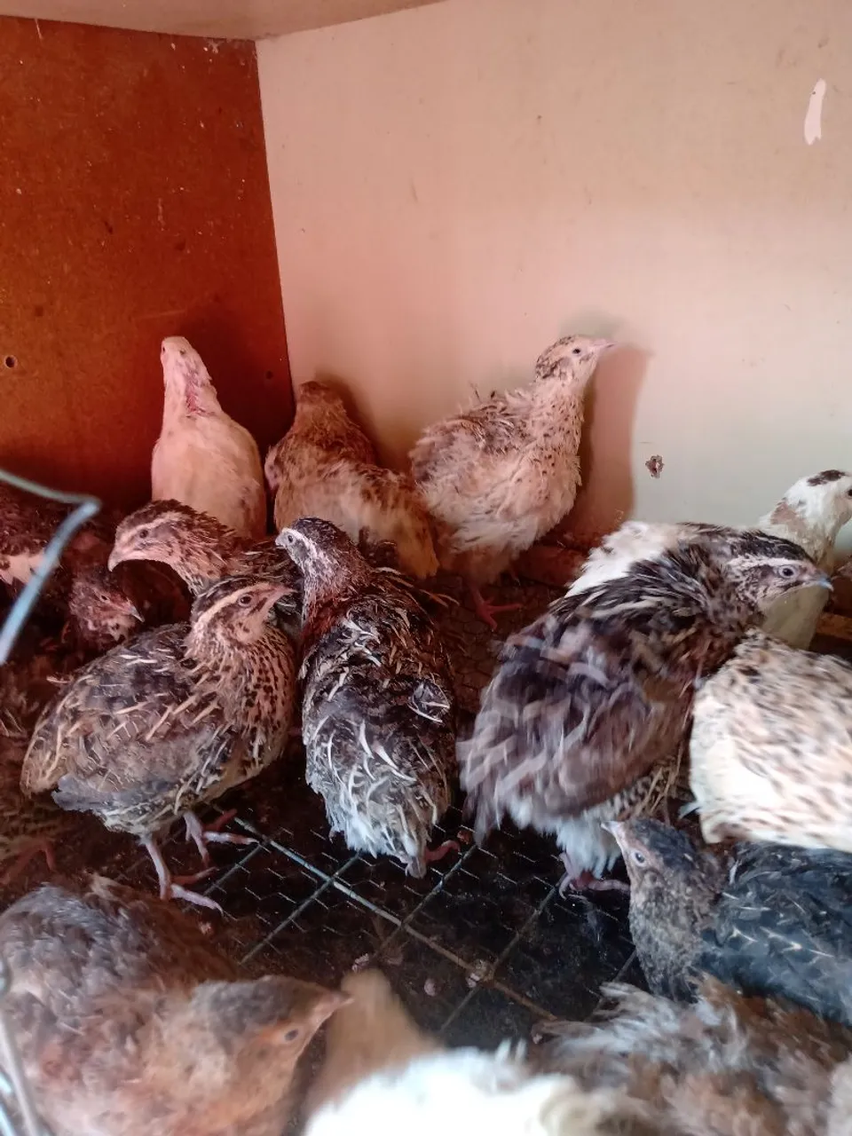 "codornas" no Brasil