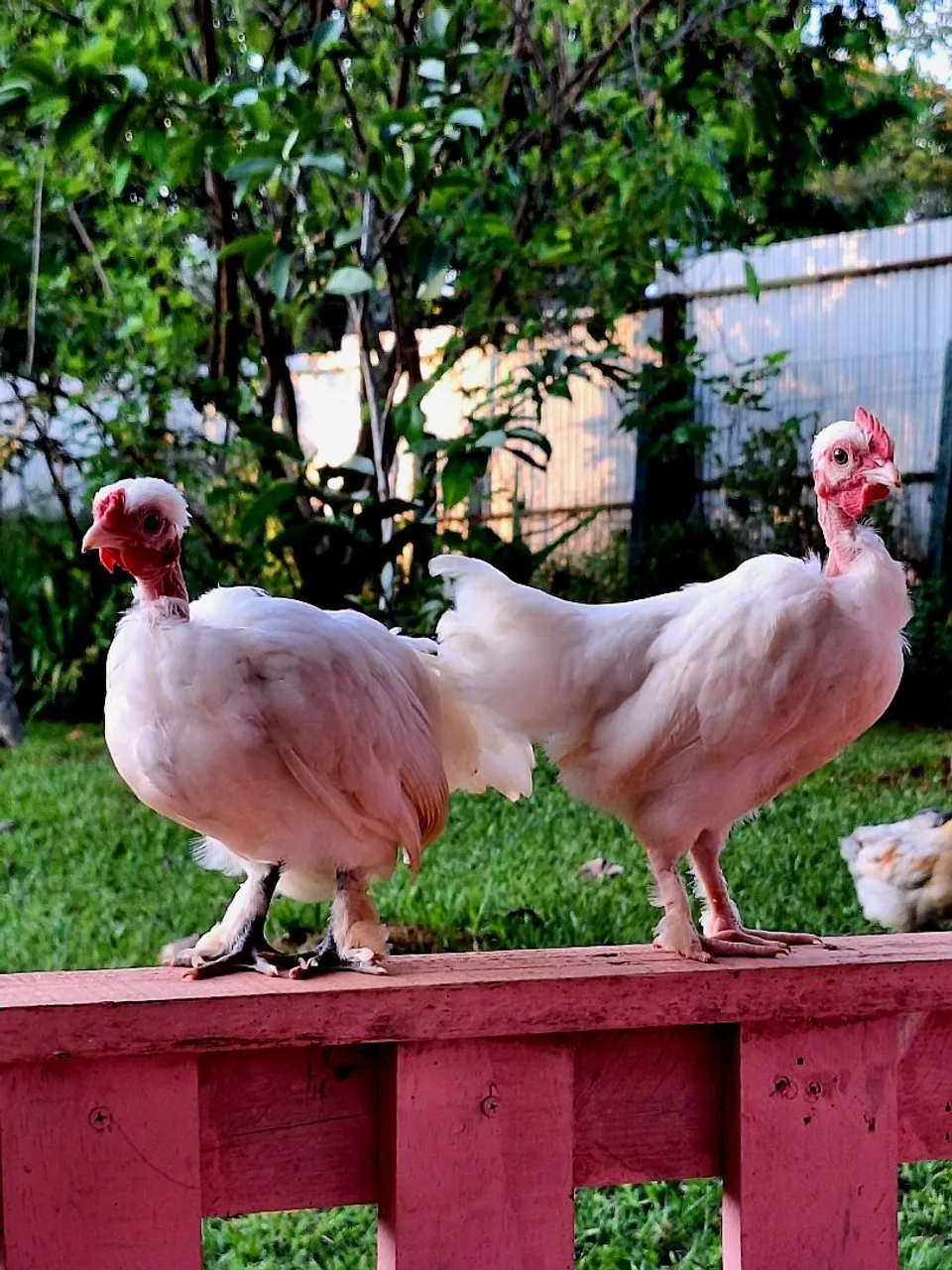 "mini garnizes" no Brasil