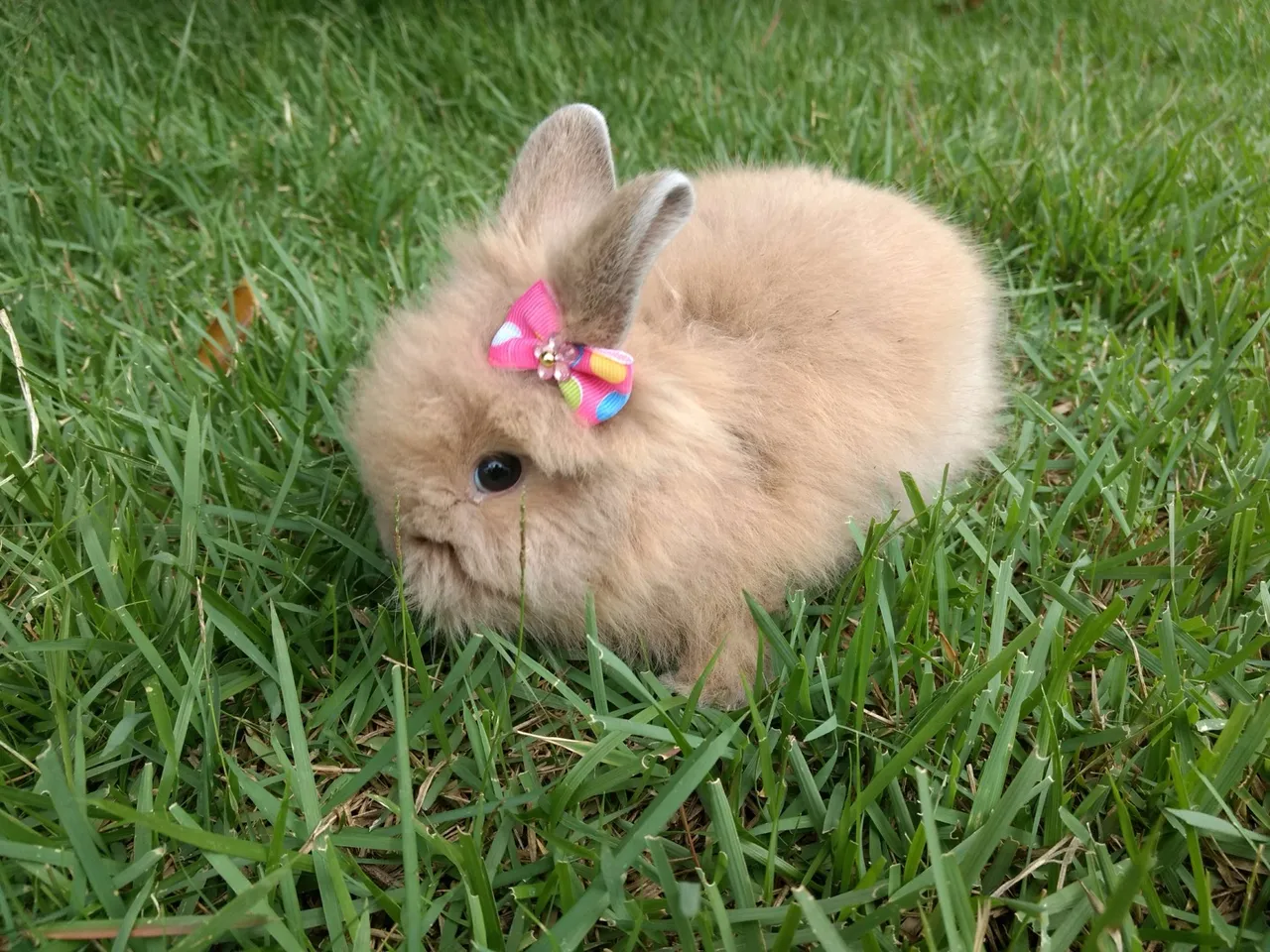 "coelhos mini lion head" - Roedores no Brasil