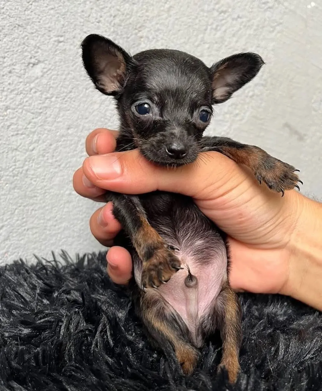 "pinscher 0" - Cachorros no Brasil