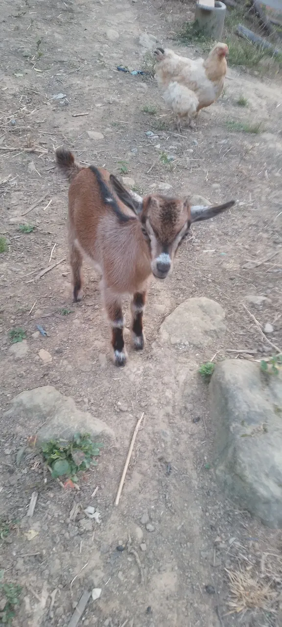 "mini cabras" no Brasil