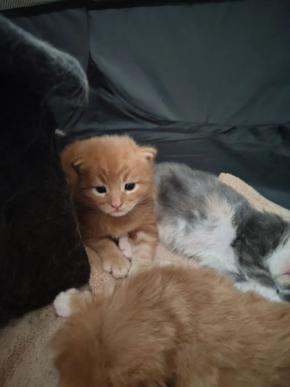 Lindos Filhotes de Maine Coon - Gatos - Copacabana, Rio de Janeiro ...