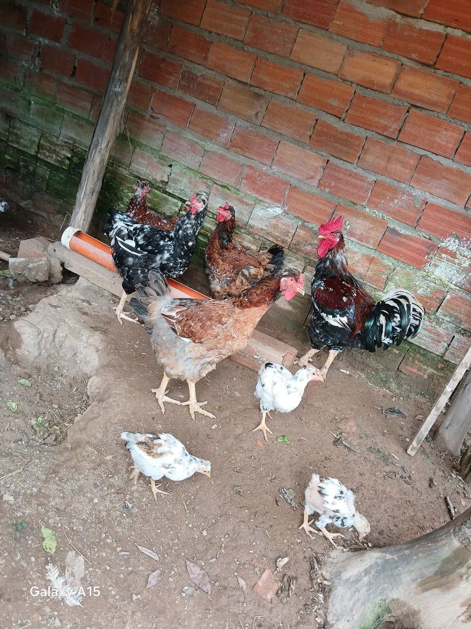 Frangos e Frangas GSB - Animais para agropecuária - Jardim Coimbra, São ...