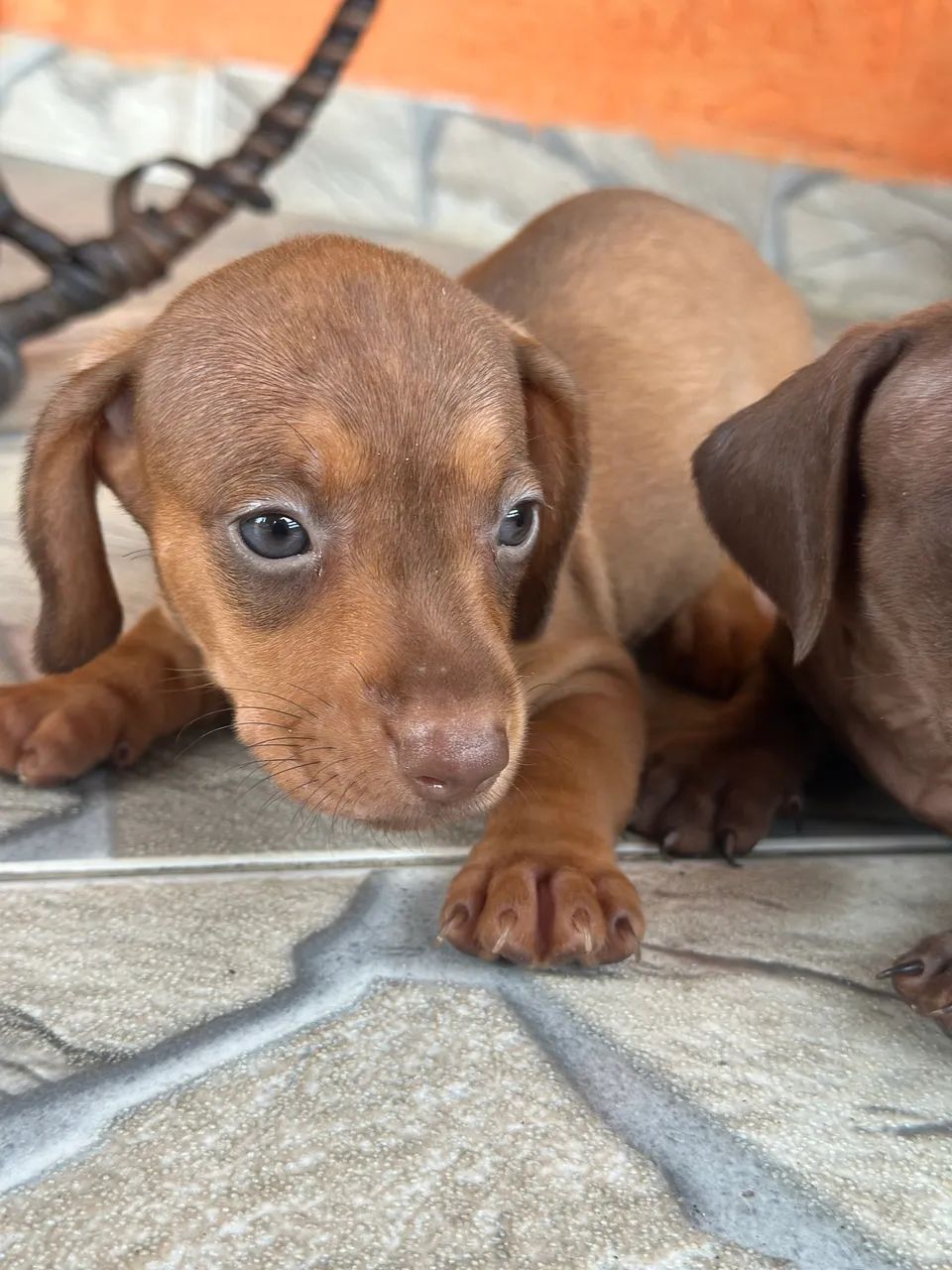 Basset Dachshund Chocolate e Caramelo - Cachorros - Jardim Primavera ...