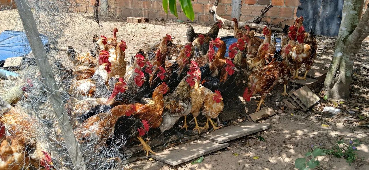 Frangos - Animais para agropecuária - Biritinga 1453925798 | OLX