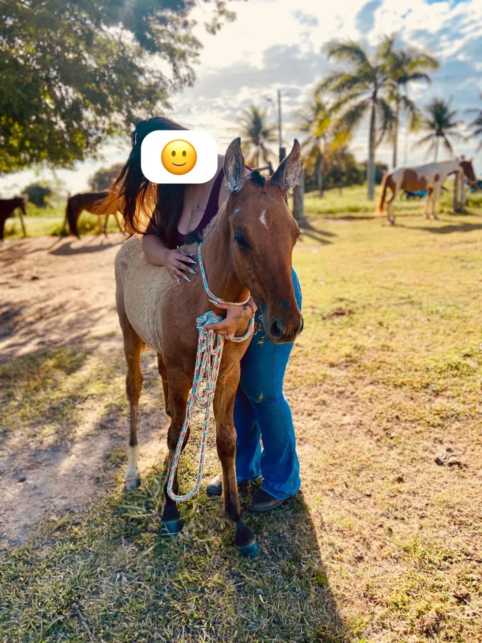 Potro mangalarga - Animais para agropecuária - Interlagos, Linhares ...