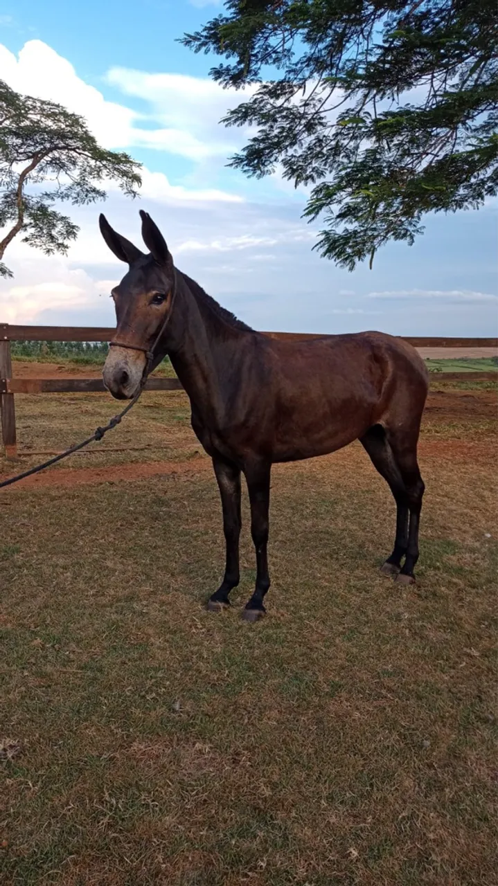 "uma mula" no Brasil