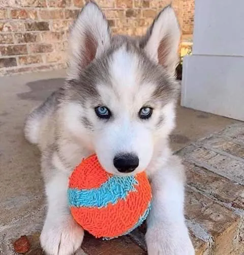 "huski seberiano" no Brasil