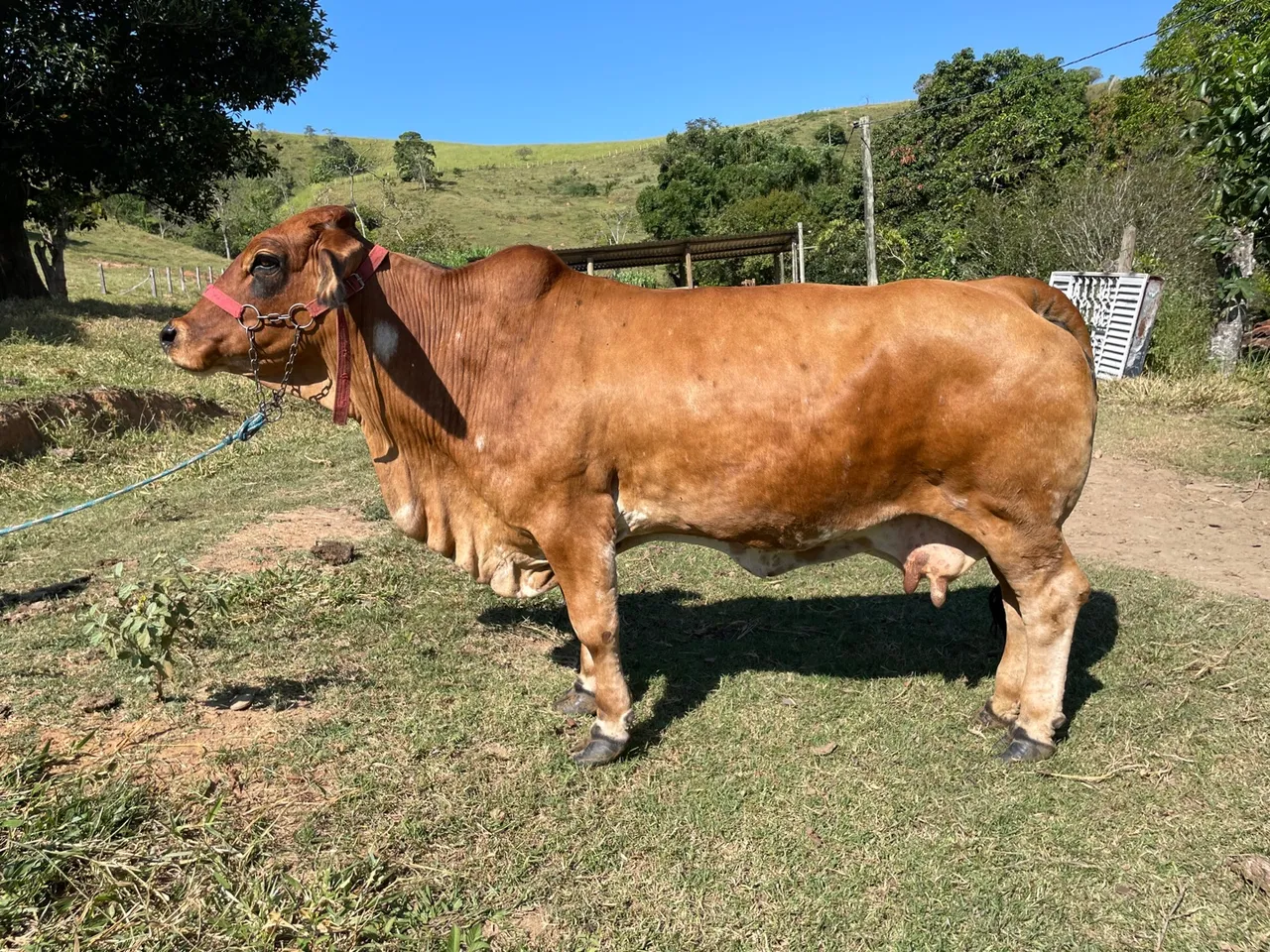 "mini vaca" - Animais para agropecuária no Brasil