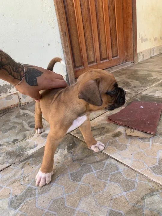 "filhote boxer puro" no Brasil