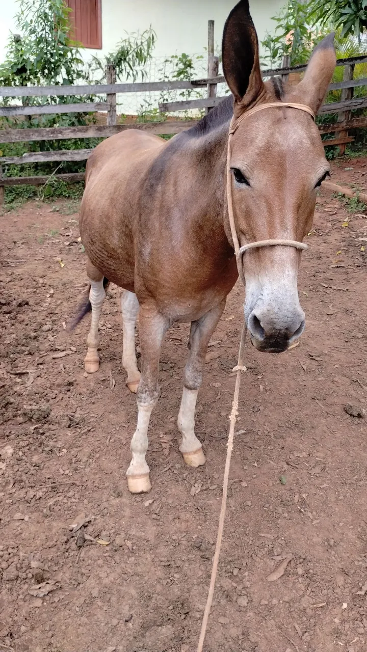 "uma mula" no Brasil